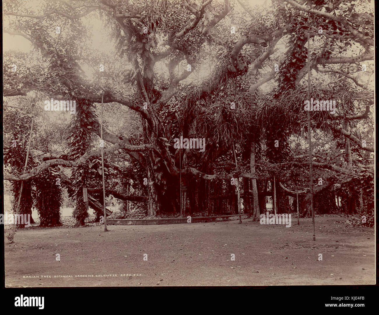 Great Banyan Tree at Botanical Gardens in Howrah Stock Photo - Alamy