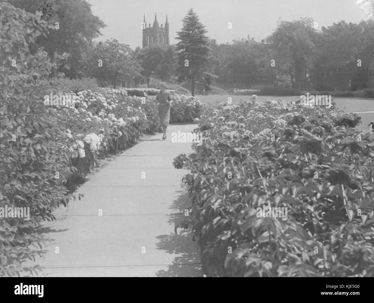 An image showcasing peonies in bloom at Westmount City Hall park ...