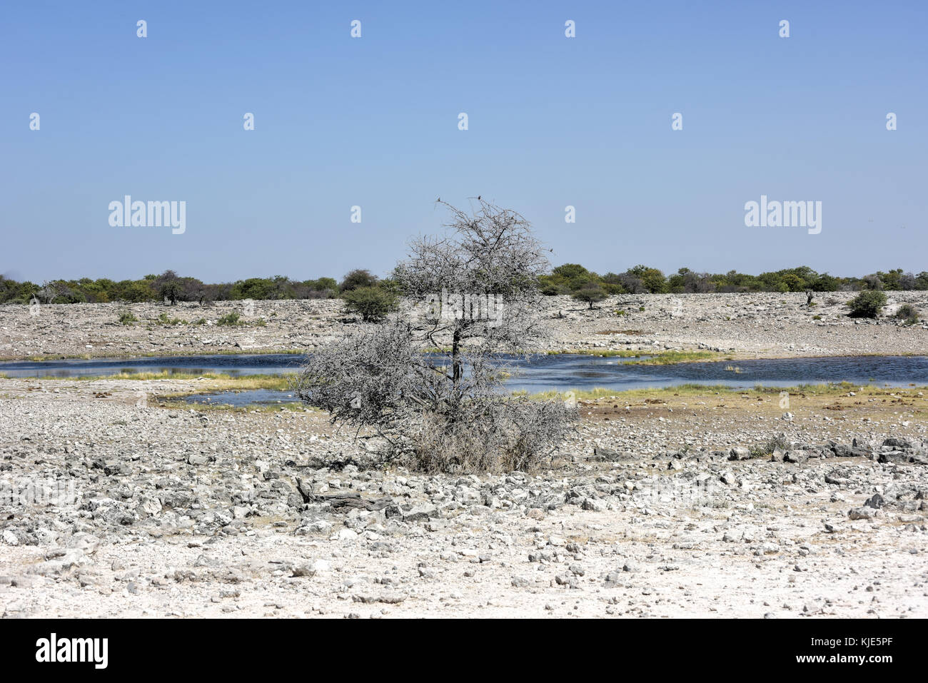 The Etosha pan is a large endorheic salt pan, forming part of the ...