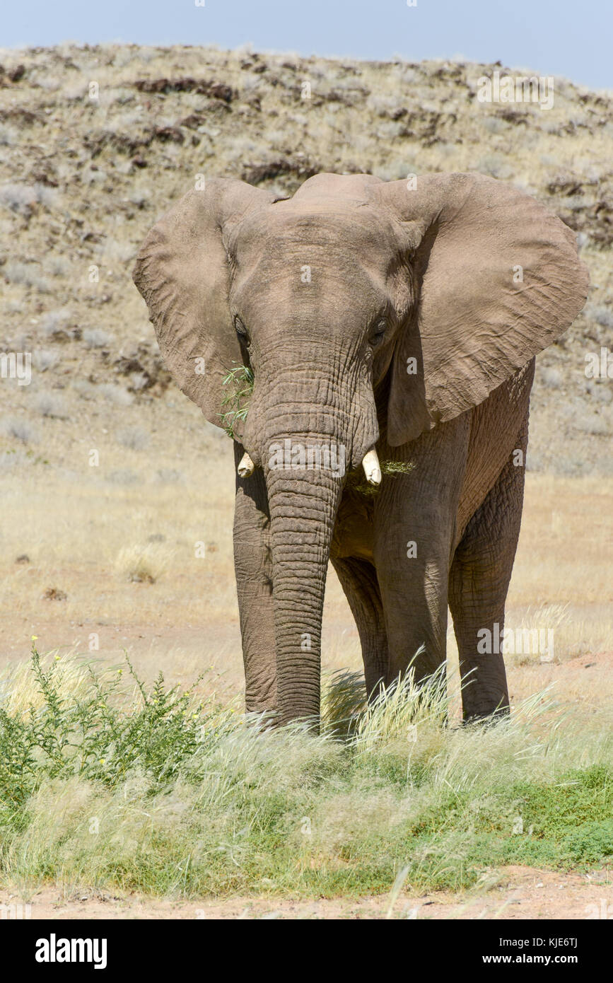 African bush elephants (Loxodonta africana) that have made their homes ...