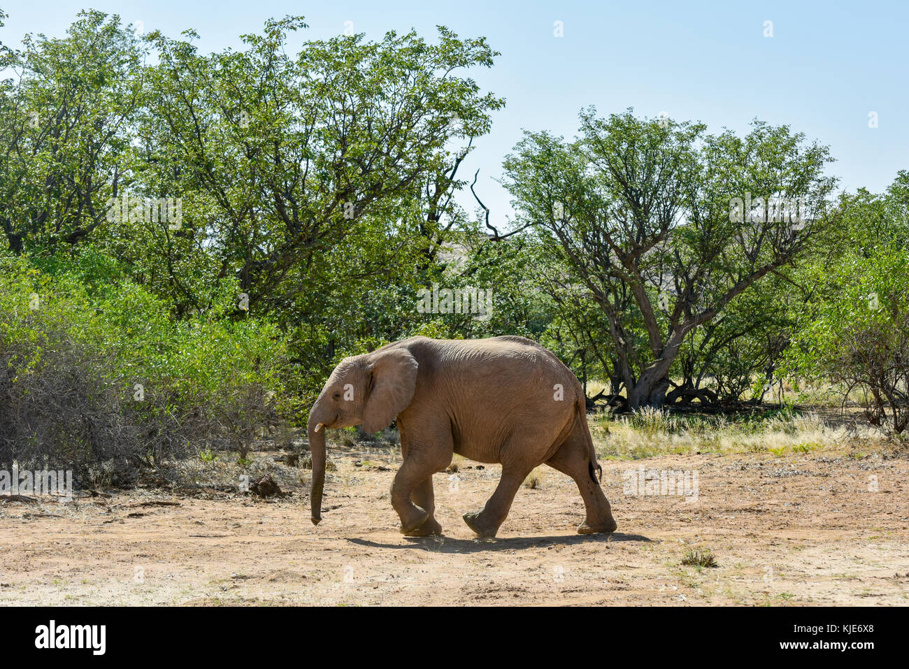 African bush elephants (Loxodonta africana) that have made their homes ...