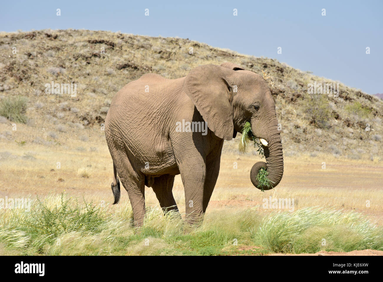 African bush elephants (Loxodonta africana) that have made their homes ...
