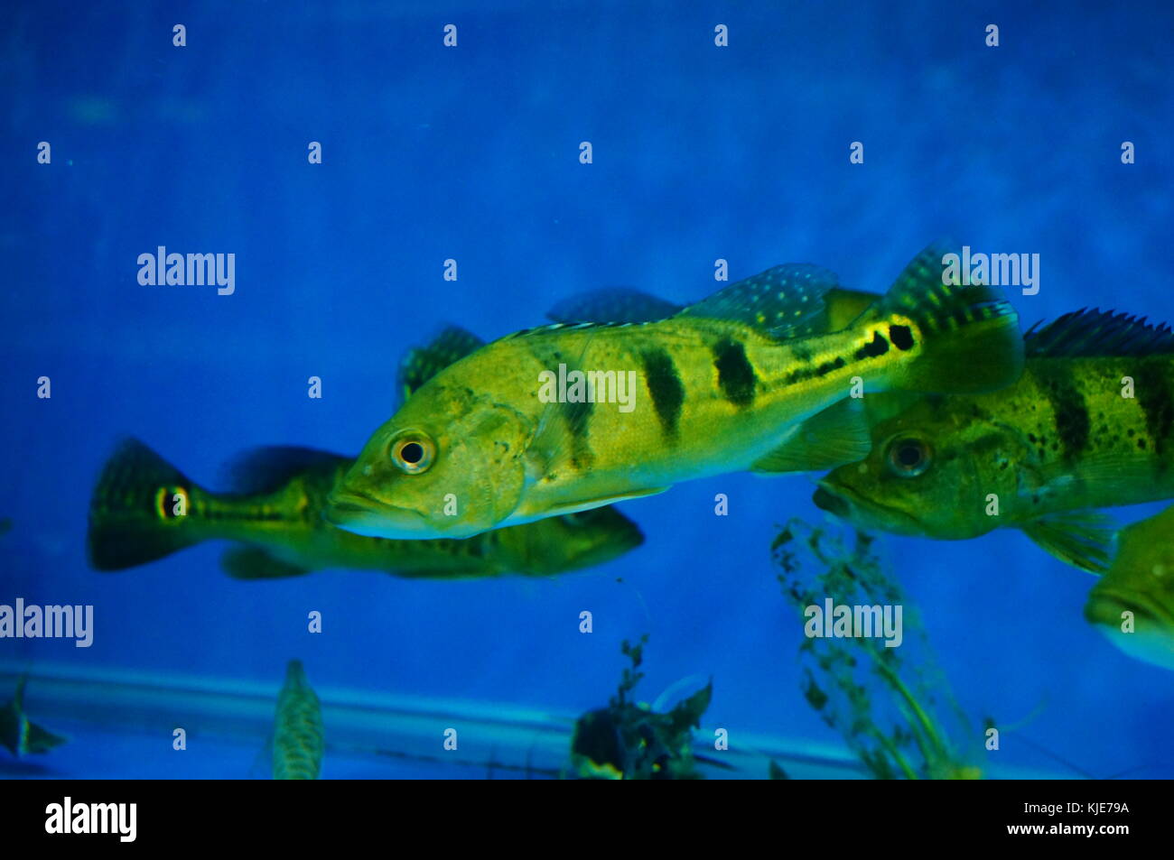 Brazil fish and duckbill crocodiles live together in the pool, swimming ...