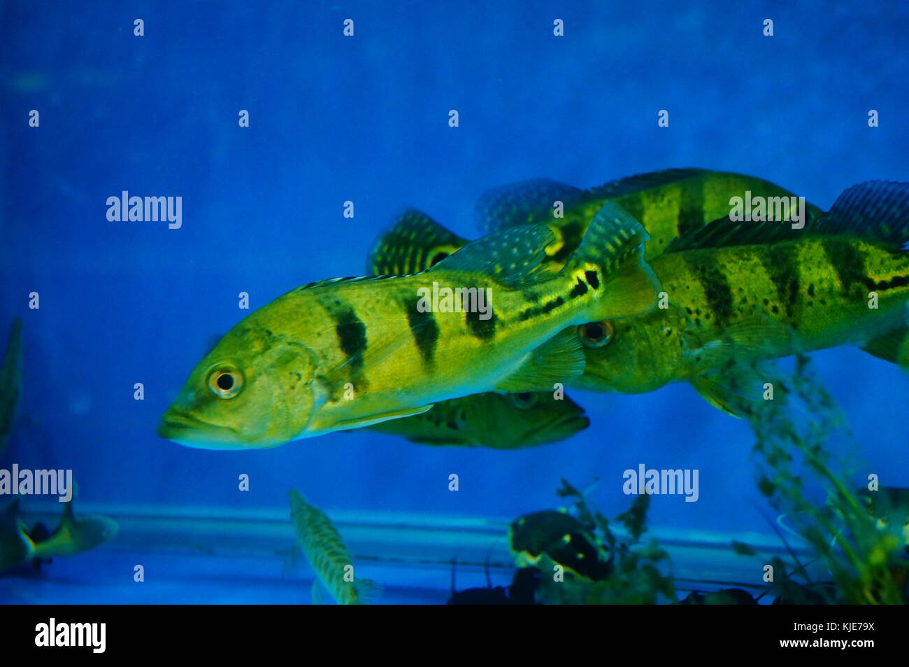 Brazil fish and duckbill crocodiles live together in the pool, swimming ...