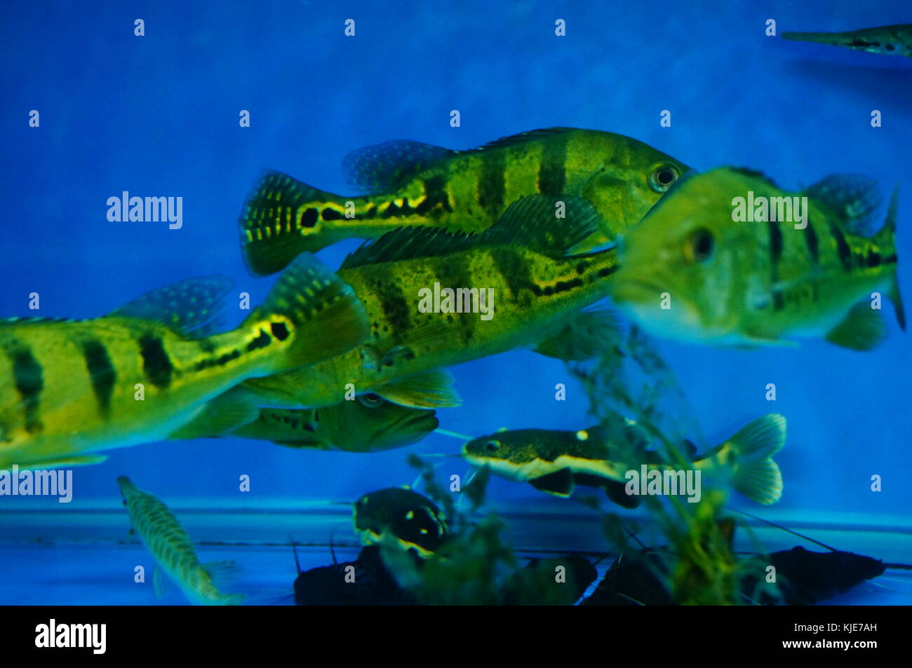 Brazil fish and duckbill crocodiles live together in the pool, swimming ...