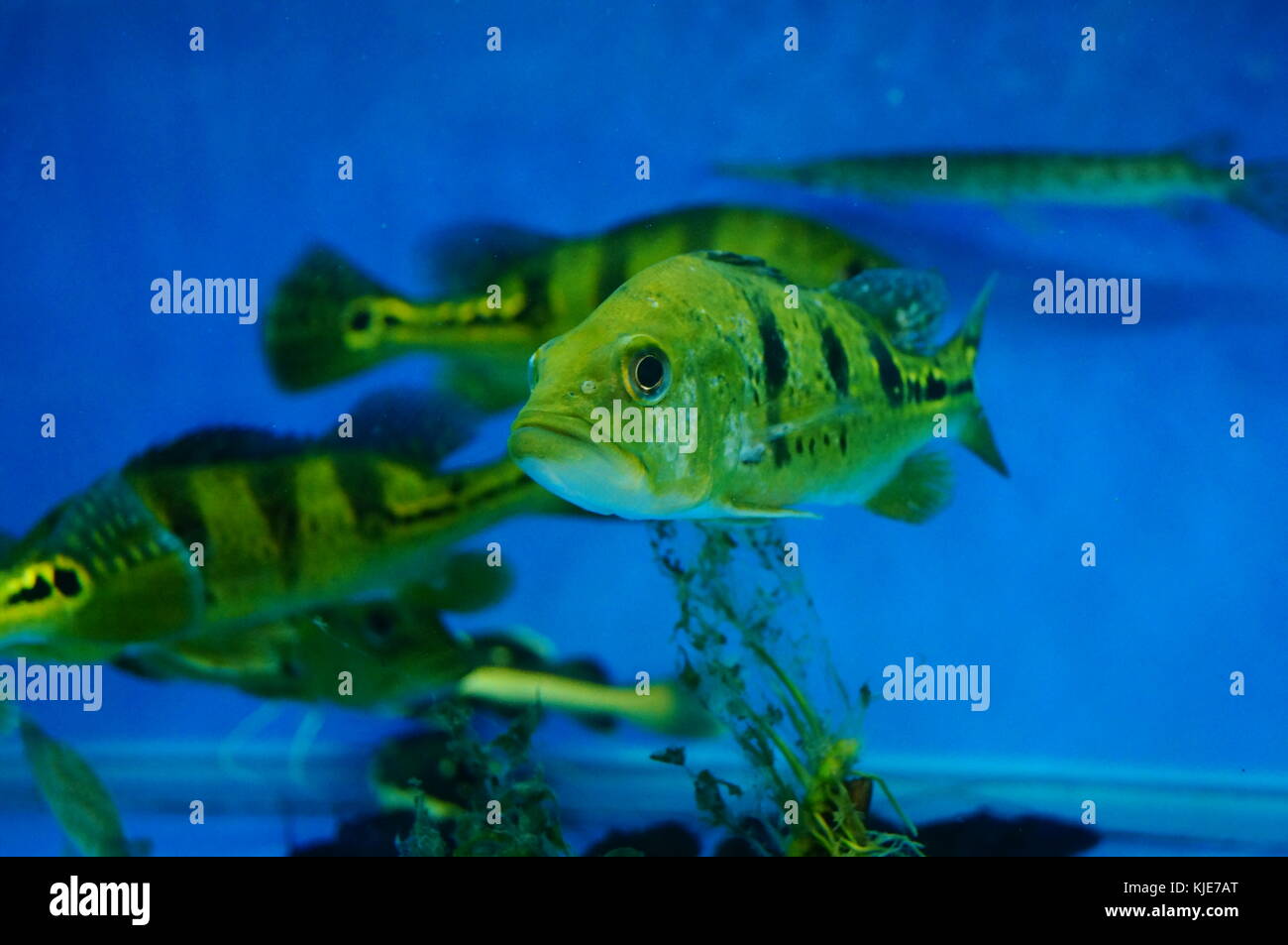 Brazil fish and duckbill crocodiles live together in the pool, swimming ...
