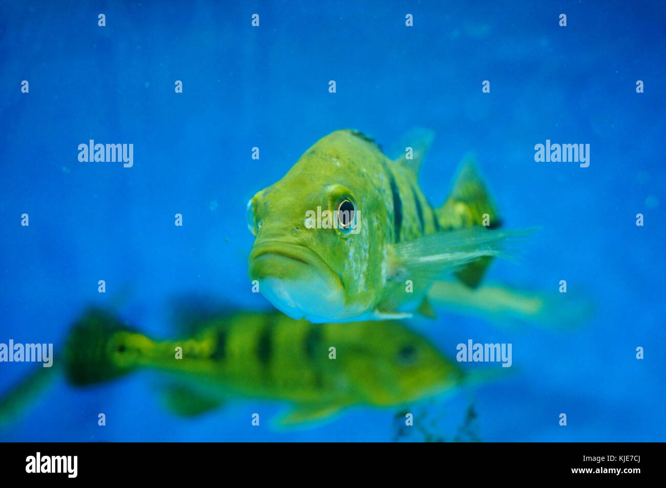 Brazil fish and duckbill crocodiles live together in the pool, swimming ...