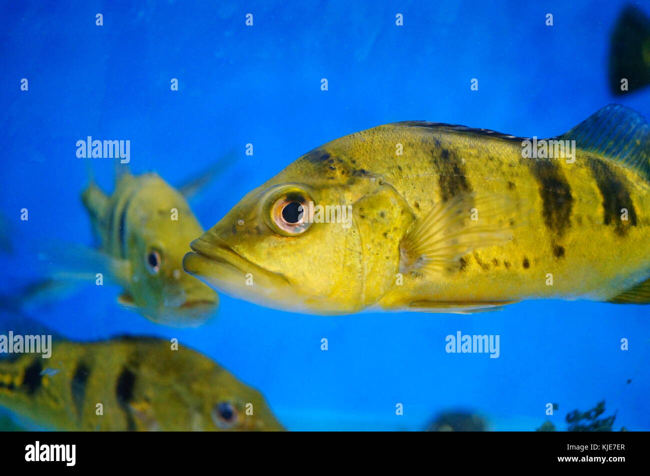 Brazil fish and duckbill crocodiles live together in the pool, swimming ...