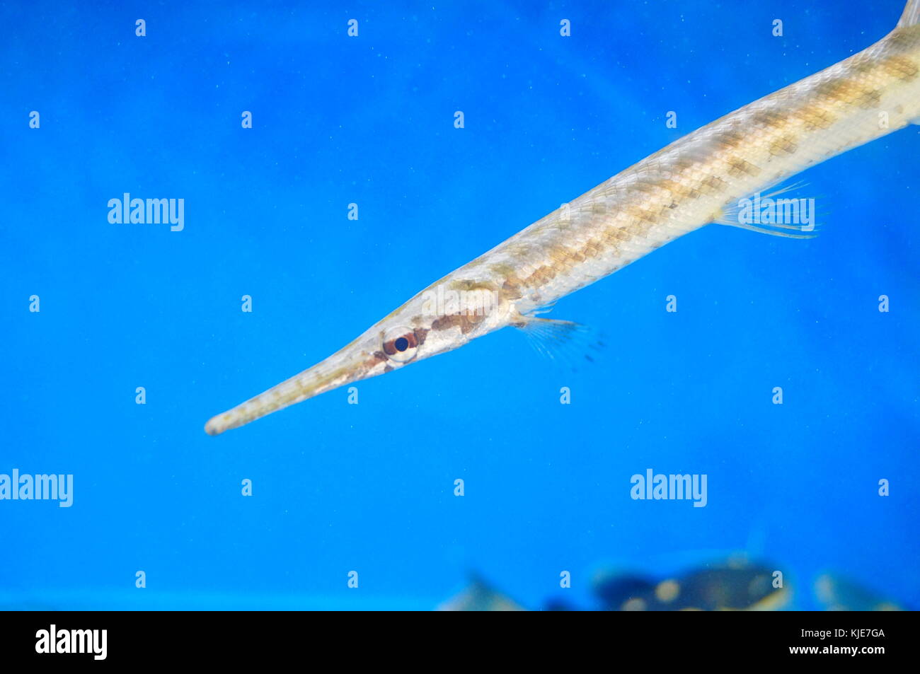 Brazil fish and duckbill crocodiles live together in the pool, swimming ...