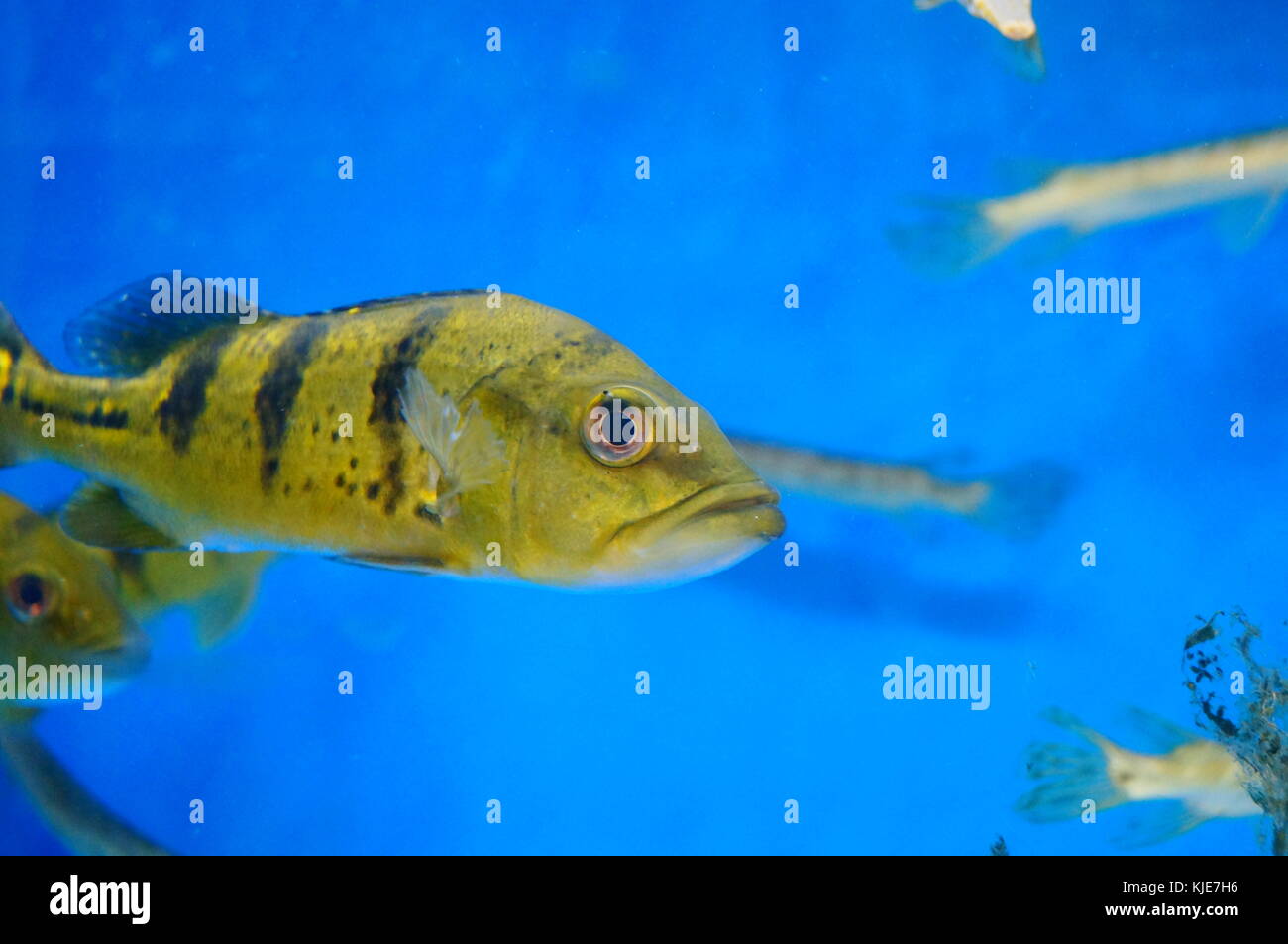Brazil fish and duckbill crocodiles live together in the pool, swimming ...