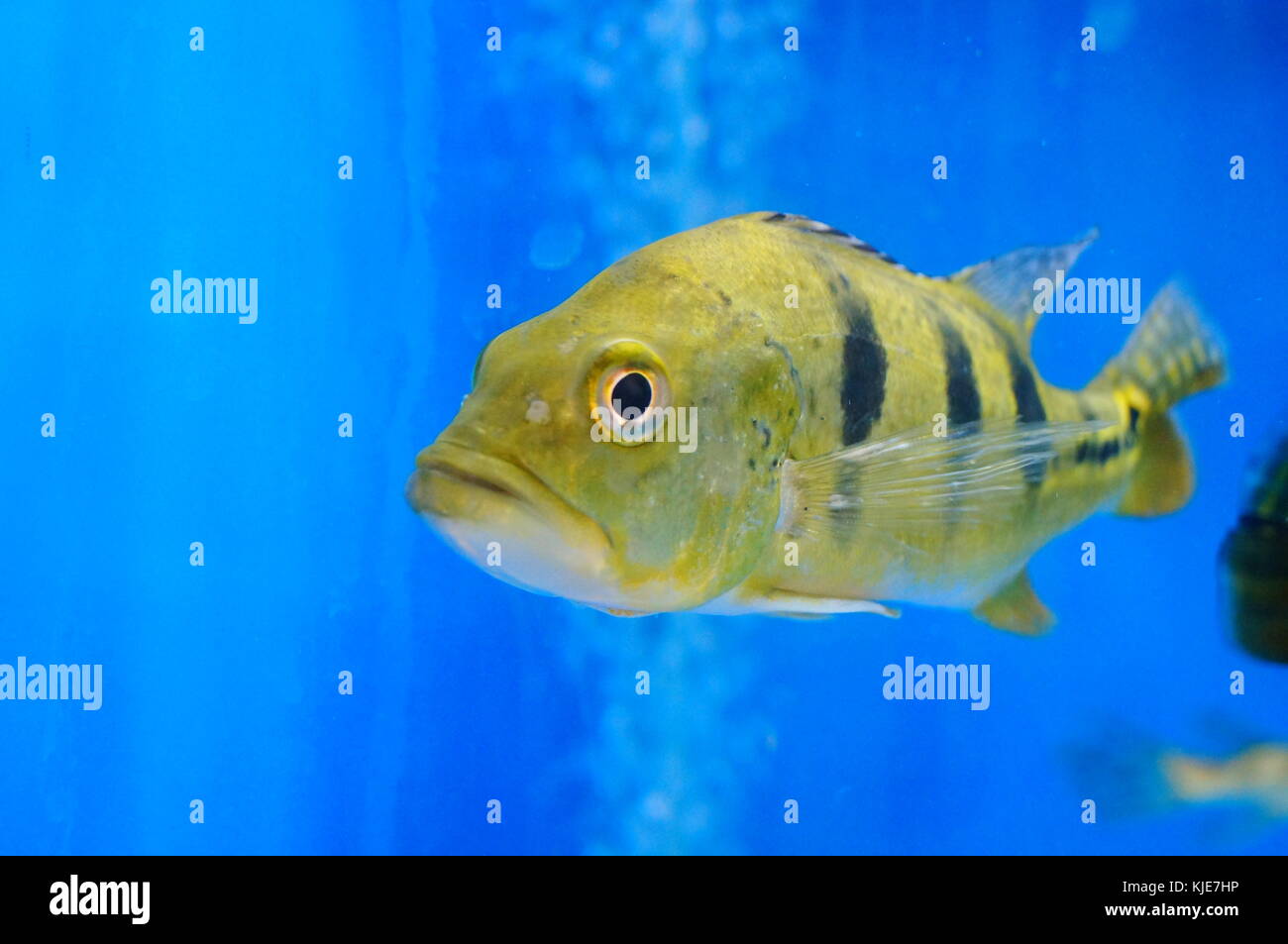 Brazil fish and duckbill crocodiles live together in the pool, swimming ...