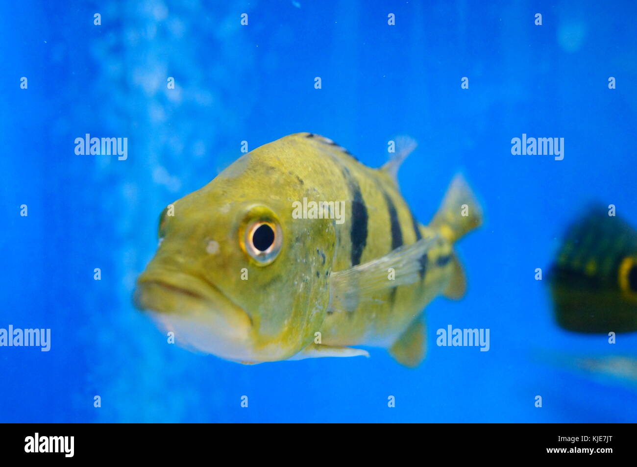 Brazil fish and duckbill crocodiles live together in the pool, swimming ...