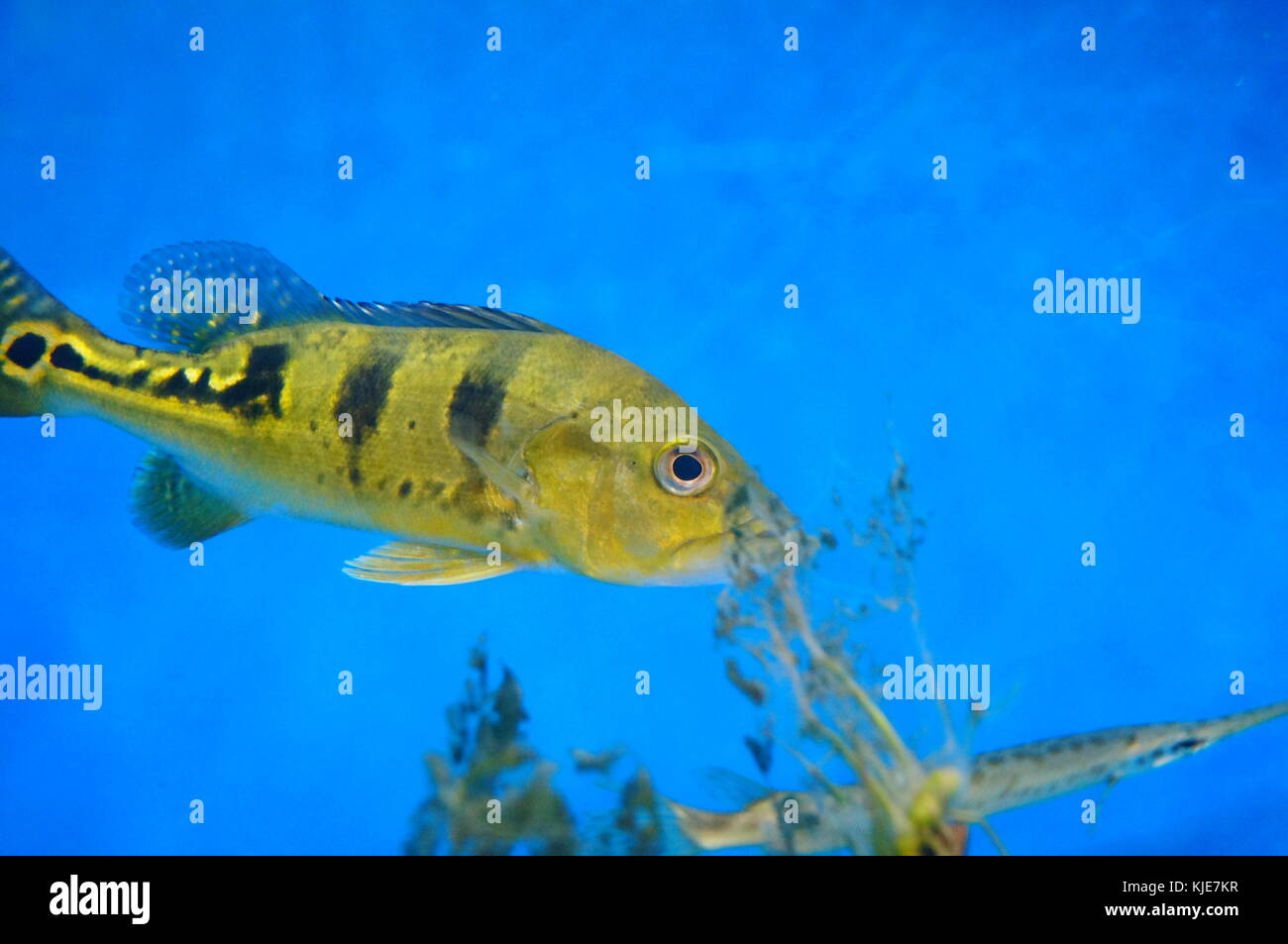 Brazil fish and duckbill crocodiles live together in the pool, swimming ...