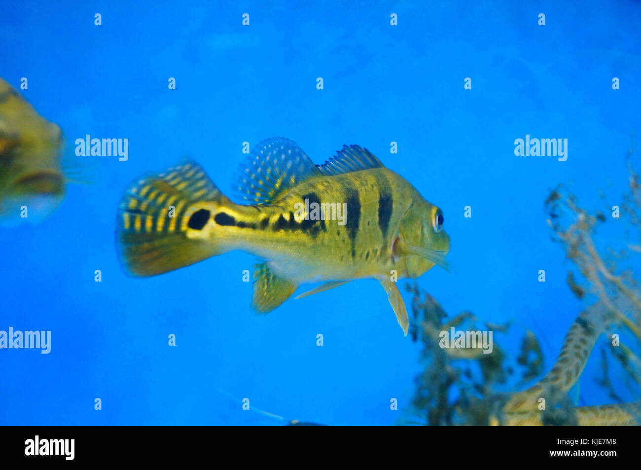 Brazil fish and duckbill crocodiles live together in the pool, swimming ...