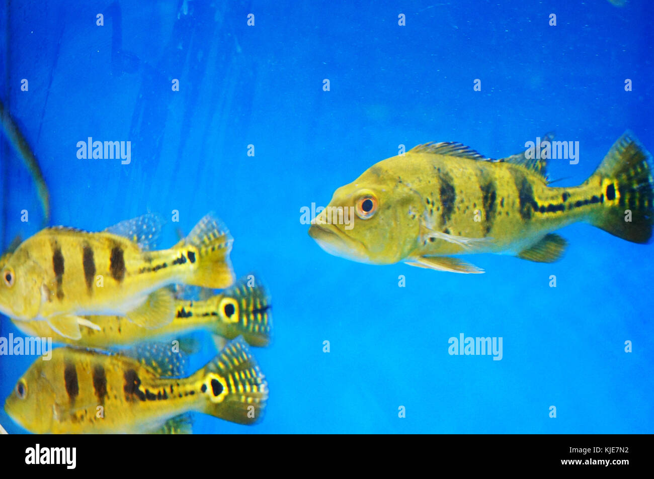 Brazil fish and duckbill crocodiles live together in the pool, swimming ...