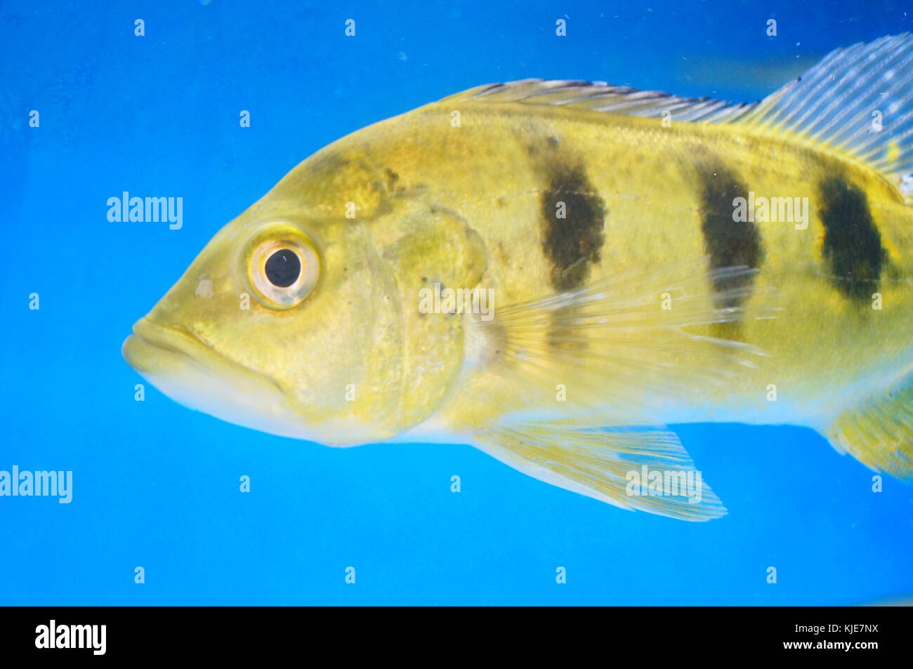 Brazil fish and duckbill crocodiles live together in the pool, swimming ...