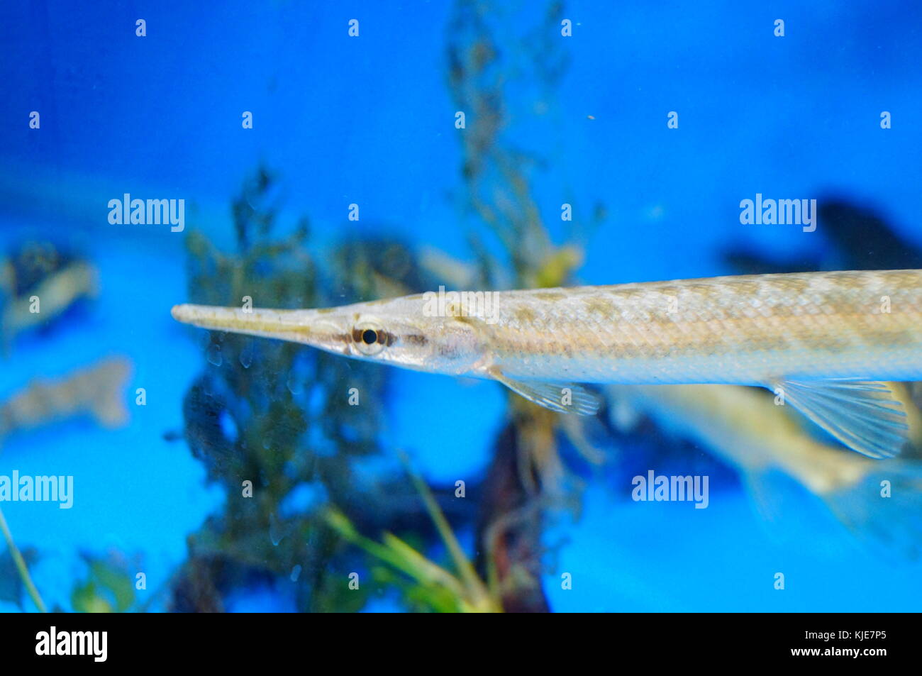 Brazil fish and duckbill crocodiles live together in the pool, swimming ...