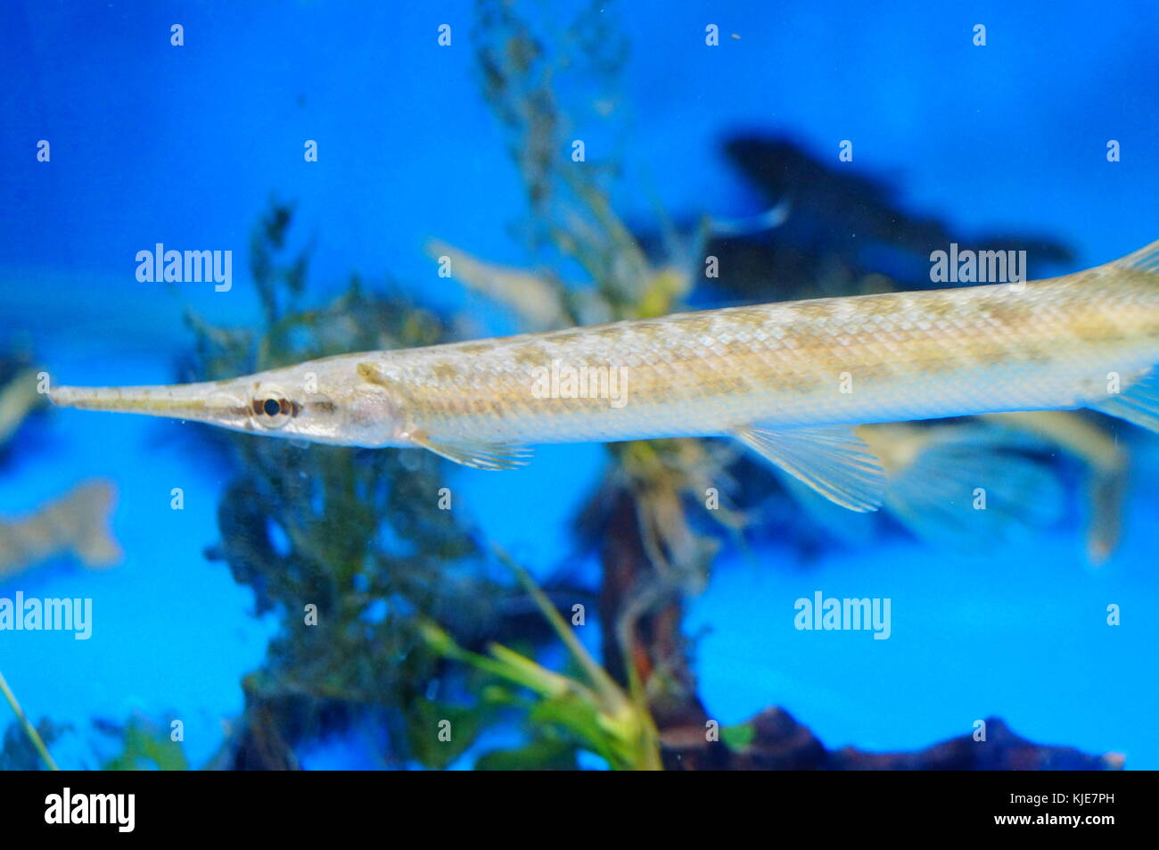 Brazil fish and duckbill crocodiles live together in the pool, swimming ...