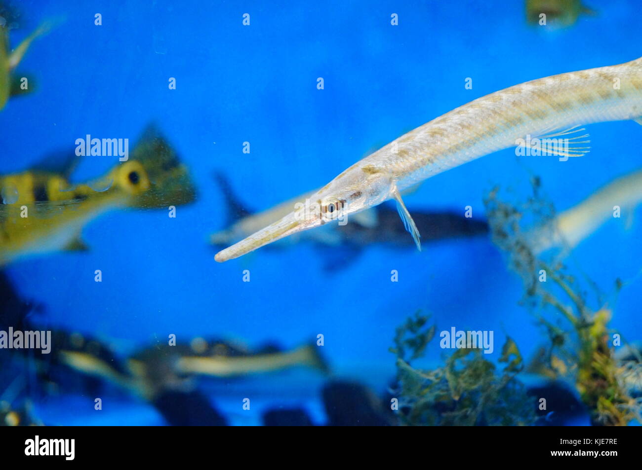 Brazil fish and duckbill crocodiles live together in the pool, swimming ...