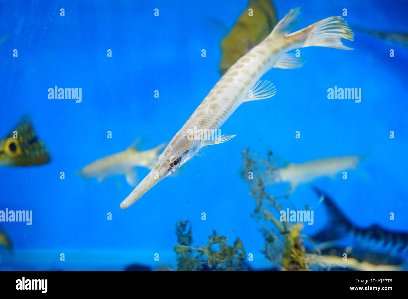 Brazil fish and duckbill crocodiles live together in the pool, swimming ...