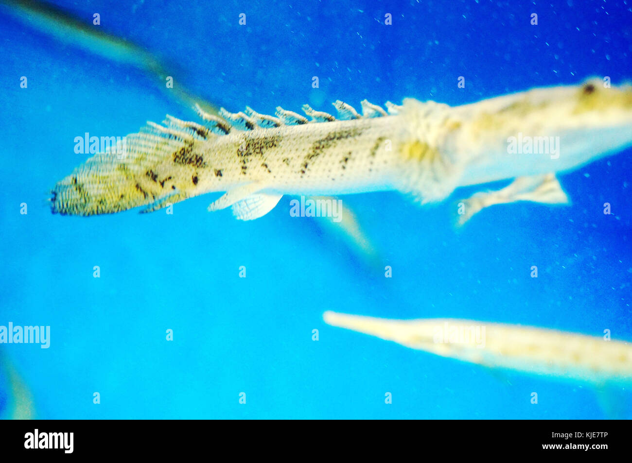 Brazil fish and duckbill crocodiles live together in the pool, swimming ...