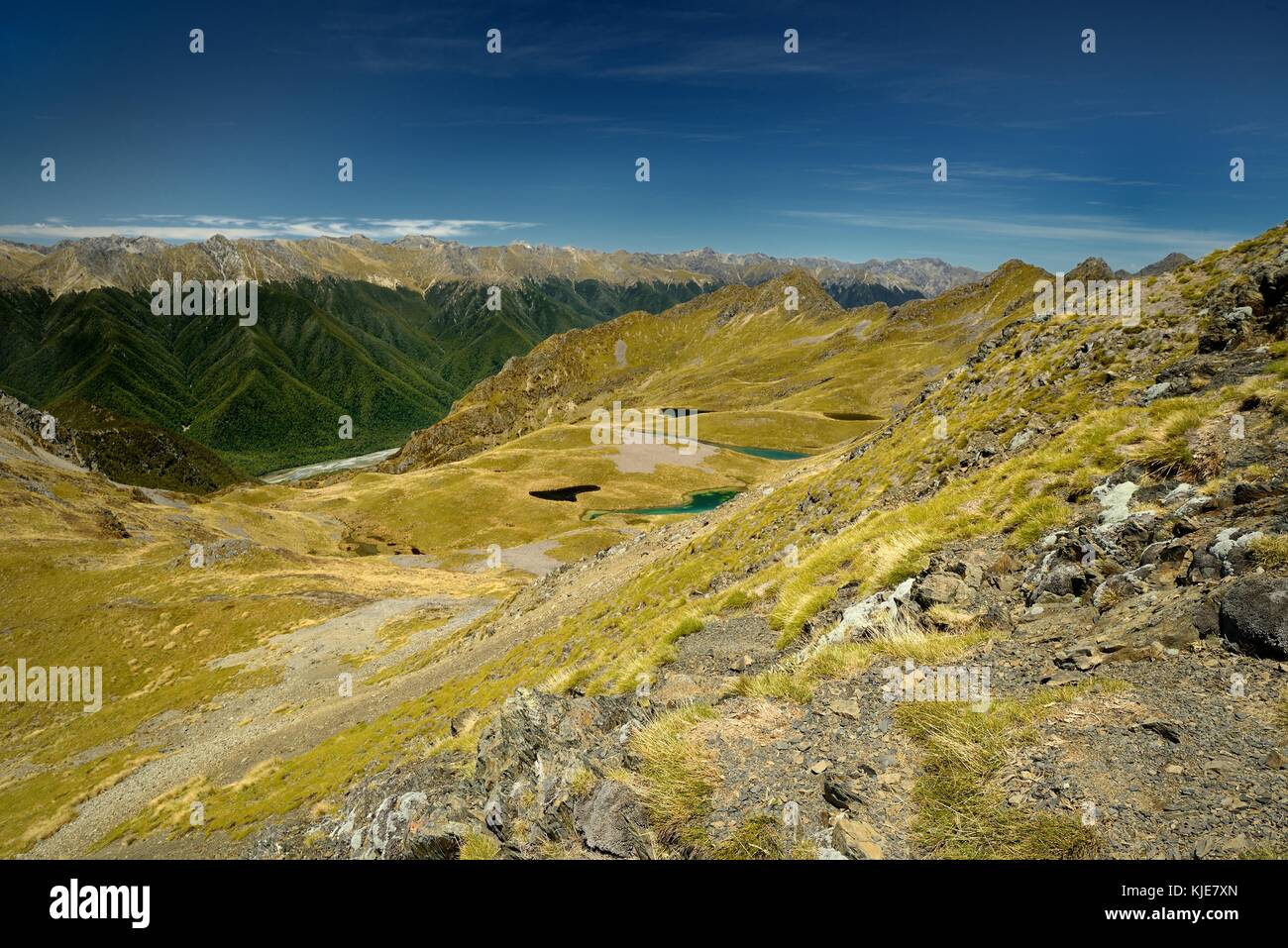 Landscape New Zealand - Nelson National Park with forest line Stock ...
