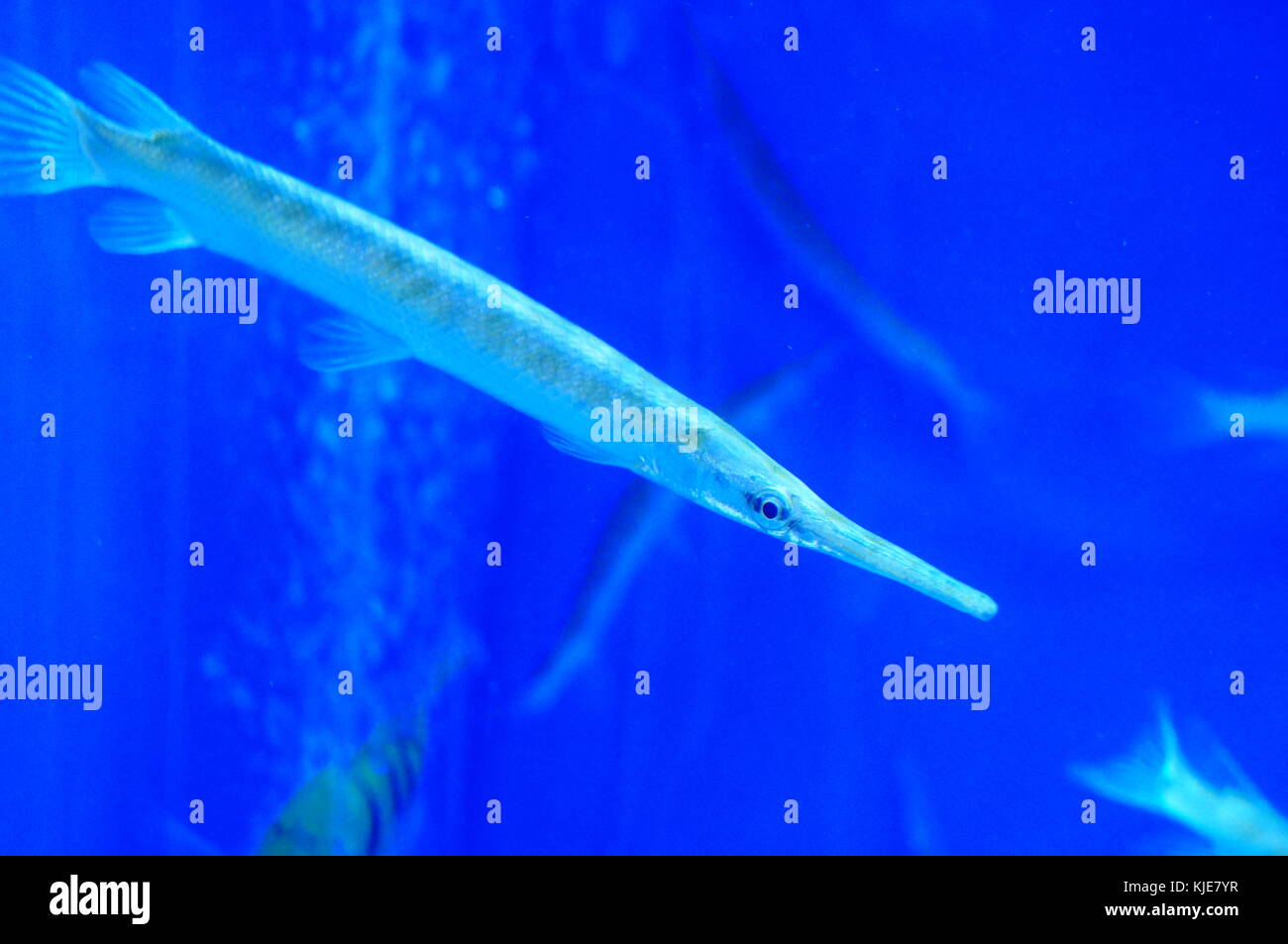 Brazil fish and duckbill crocodiles live together in the pool, swimming ...