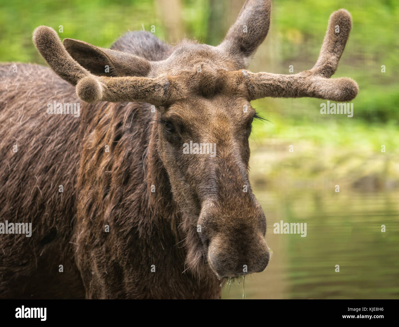 Moose head hi-res stock photography and images - Alamy