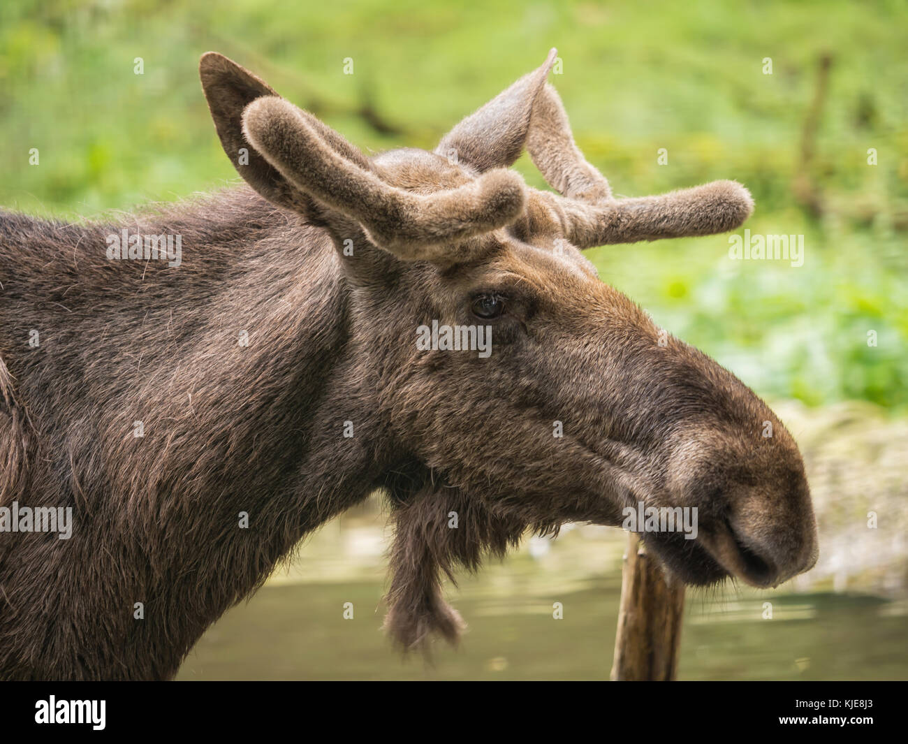 Moose head hi-res stock photography and images - Alamy