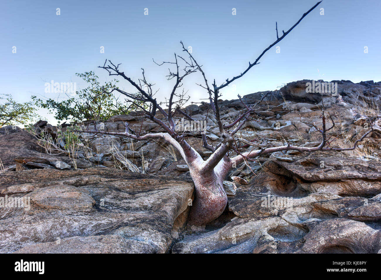 Basalt, volcanic rocks known as the Organ Pipes in Twyfelfontein ...