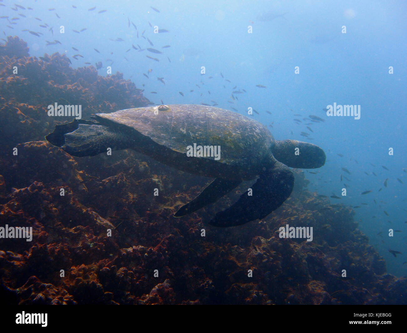 Sideview of a swimming green sea turtle with front legs down at the ...