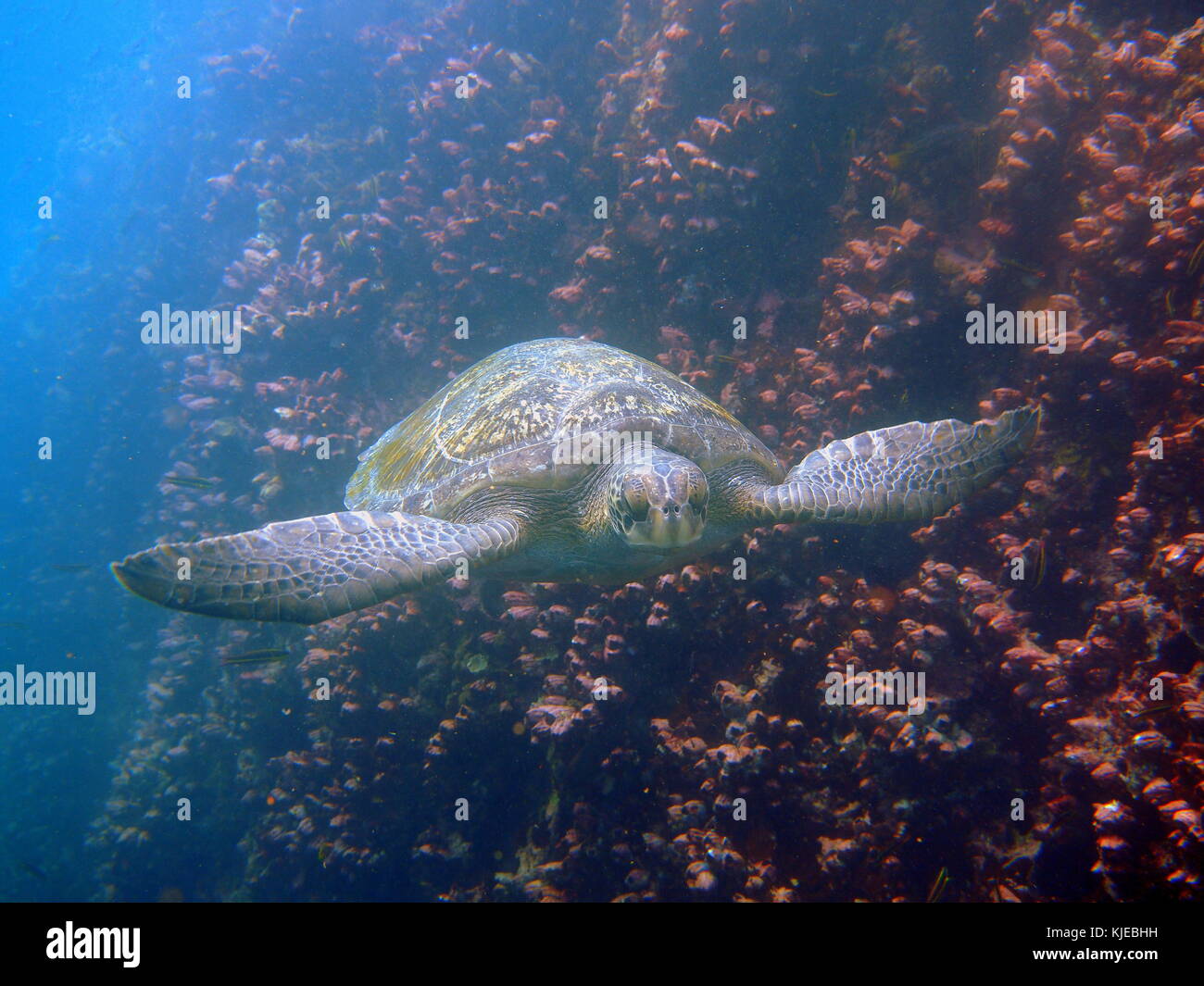 Frontal view of swimming green sea turtle with yellow shell with black ...