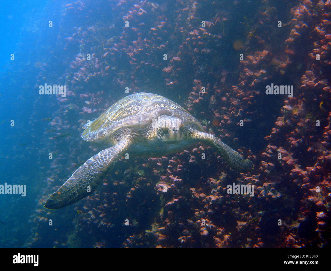 Frontal view of swimming green sea turtle with front legs down and a ...