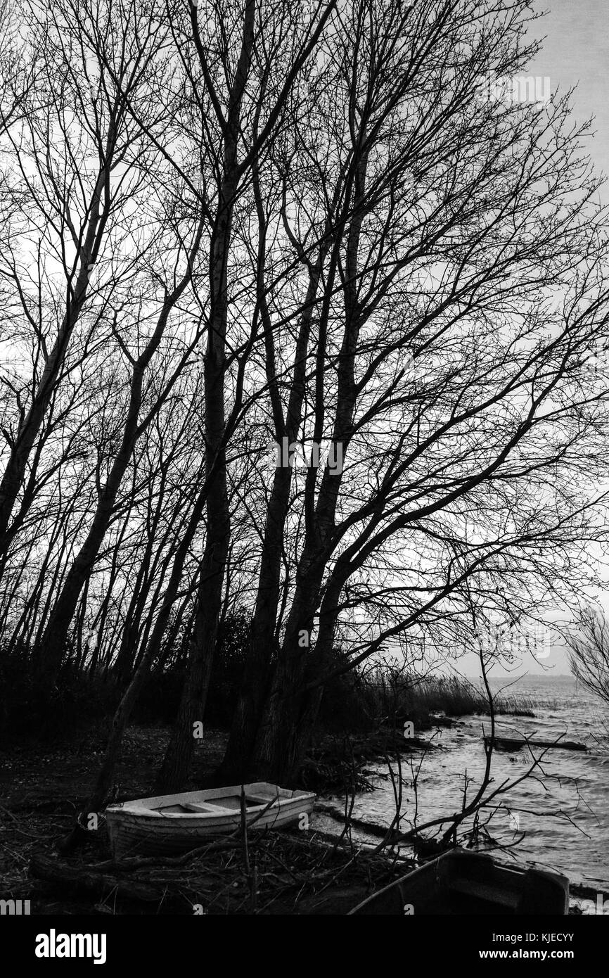 Intricate trees Black and White Stock Photos & Images - Alamy