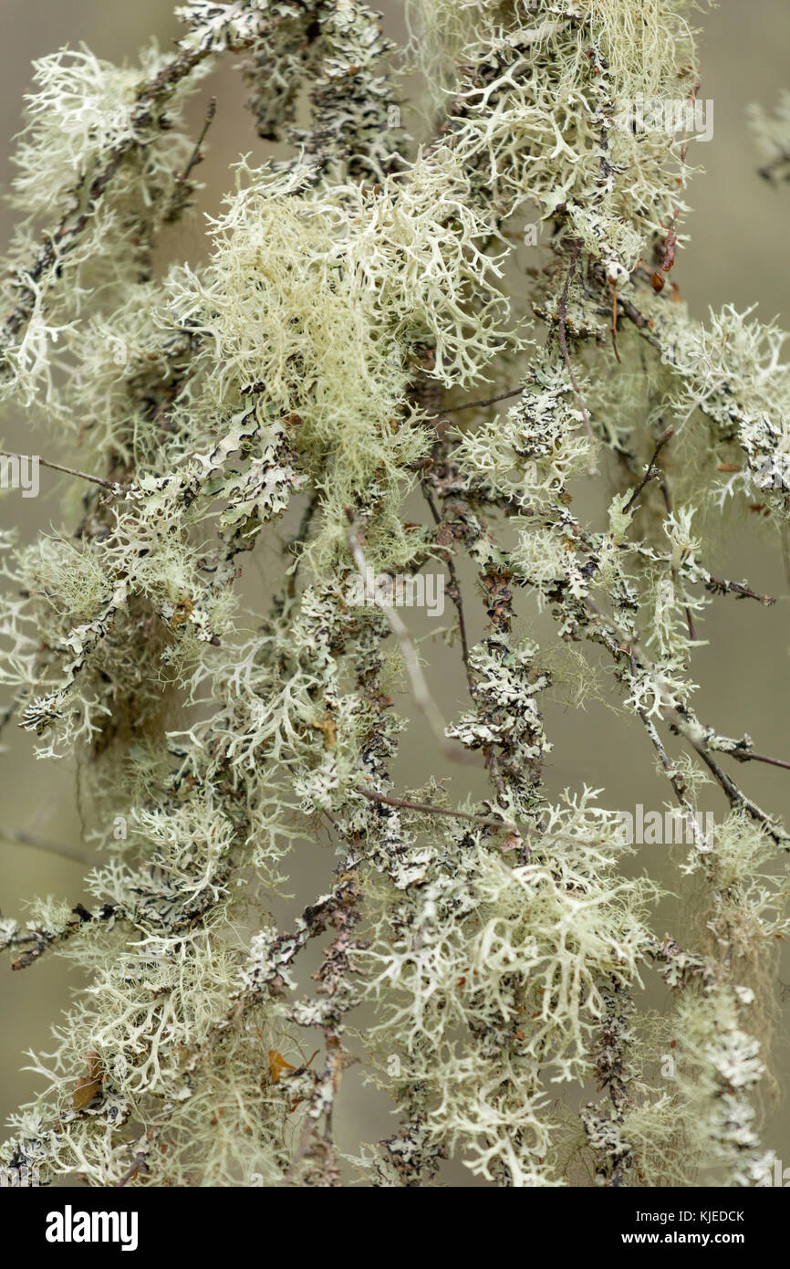 Lichen covered mature birch trees at Insh Marshes National Nature ...