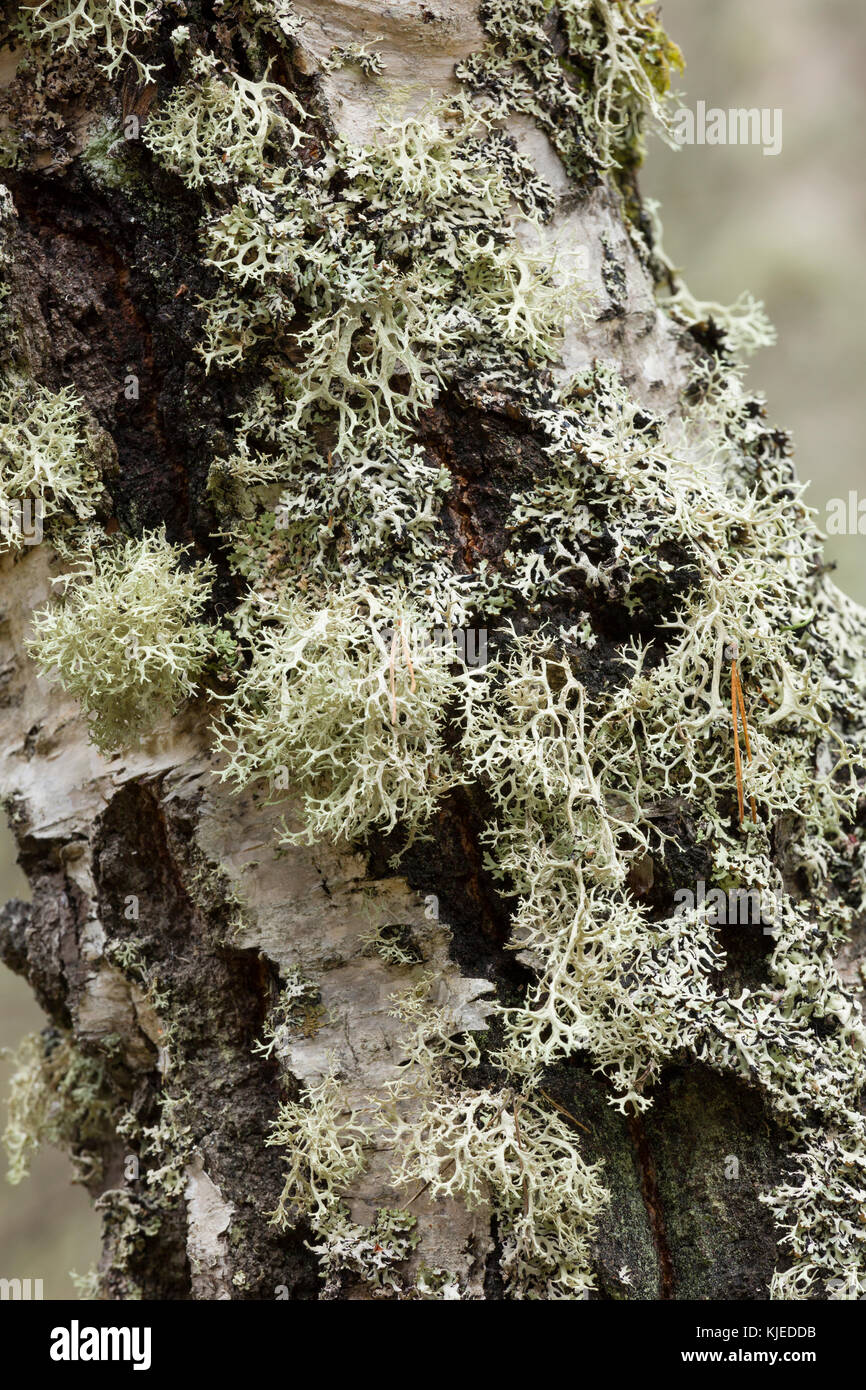 Lichen covered mature birch trees at Insh Marshes National Nature ...