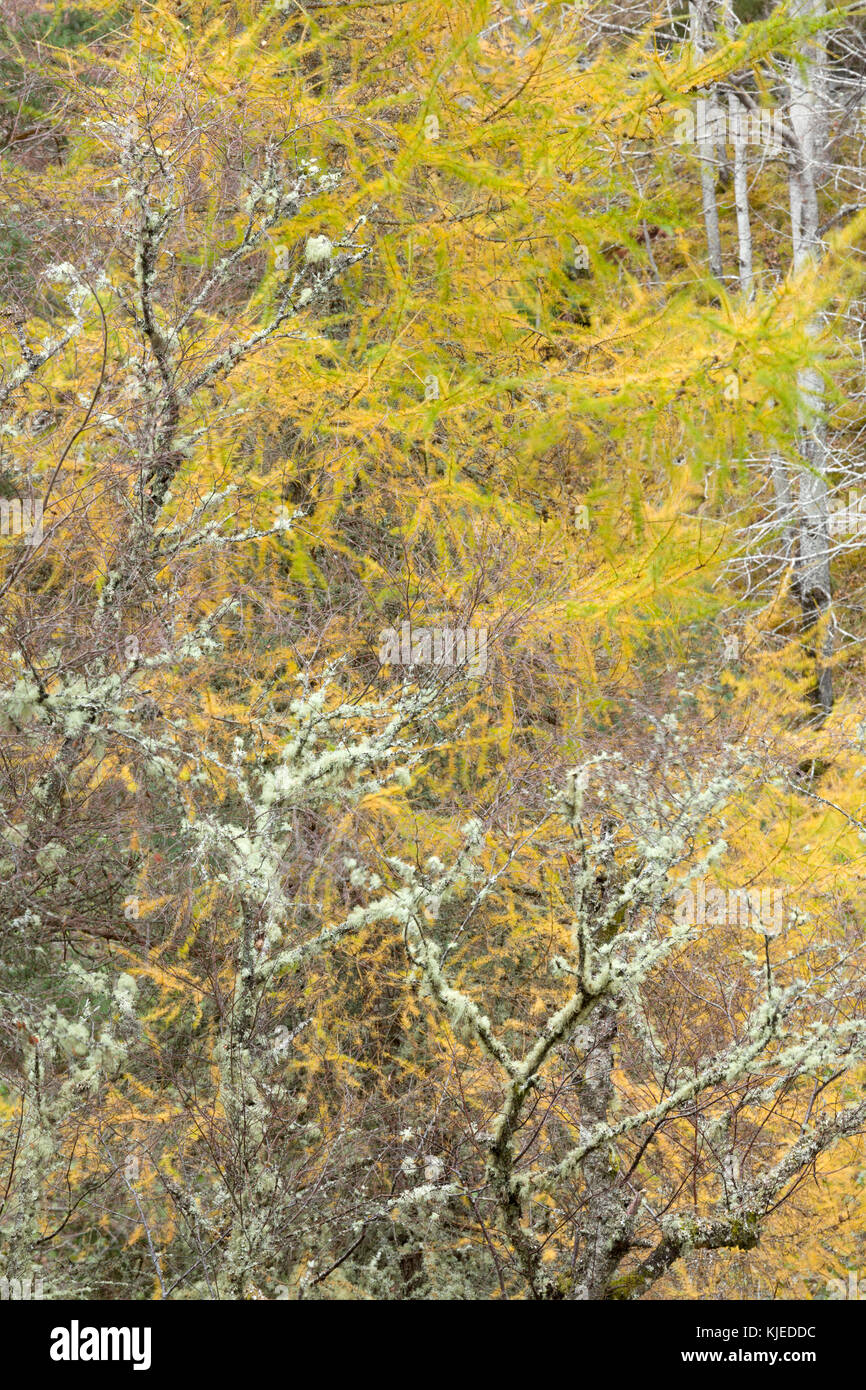Lichen covered mature birch trees at Insh Marshes National Nature ...
