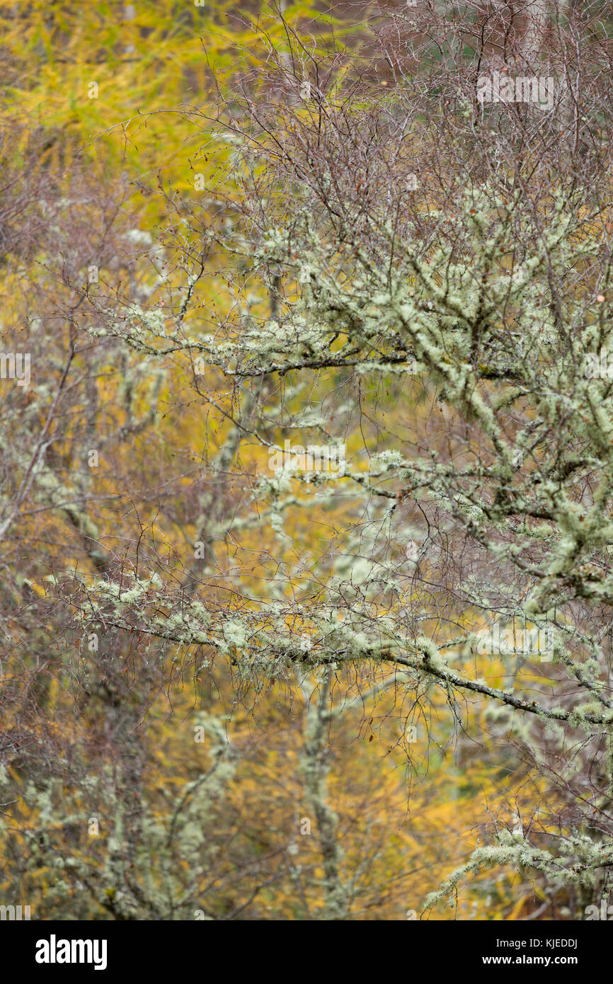 Lichen covered mature birch trees at Insh Marshes National Nature ...