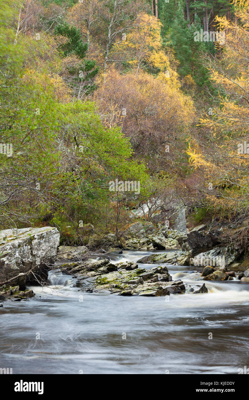Lichen covered mature birch trees at Insh Marshes National Nature ...