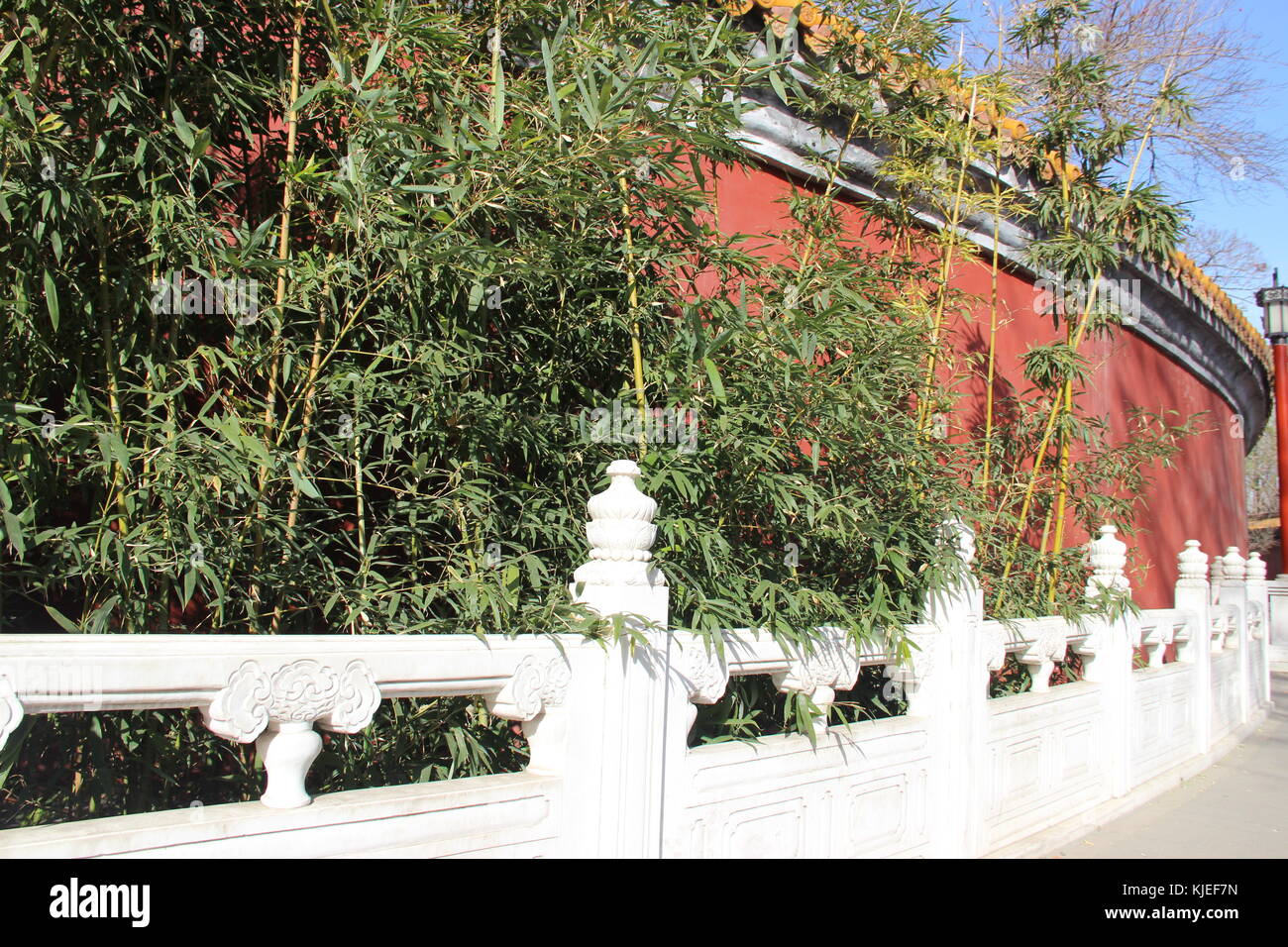Bamboo plants in a park - Beijing, China Stock Photo - Alamy