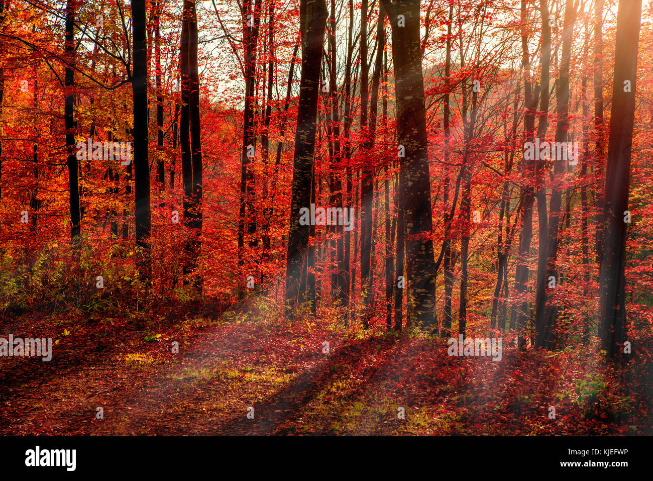 Beautiful red forest with sunlight Stock Photo - Alamy