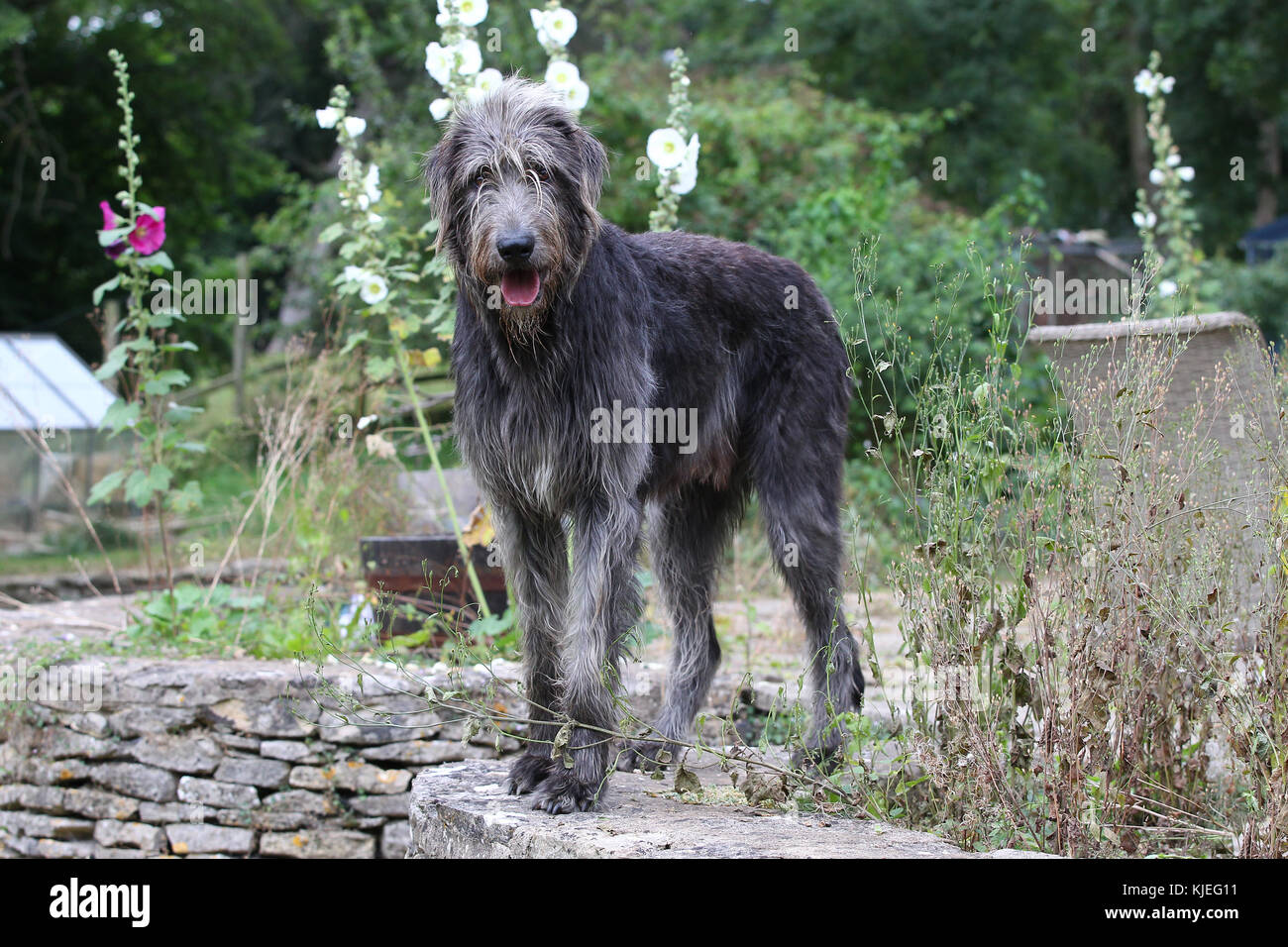 Wolfhound standing hi-res stock photography and images - Alamy