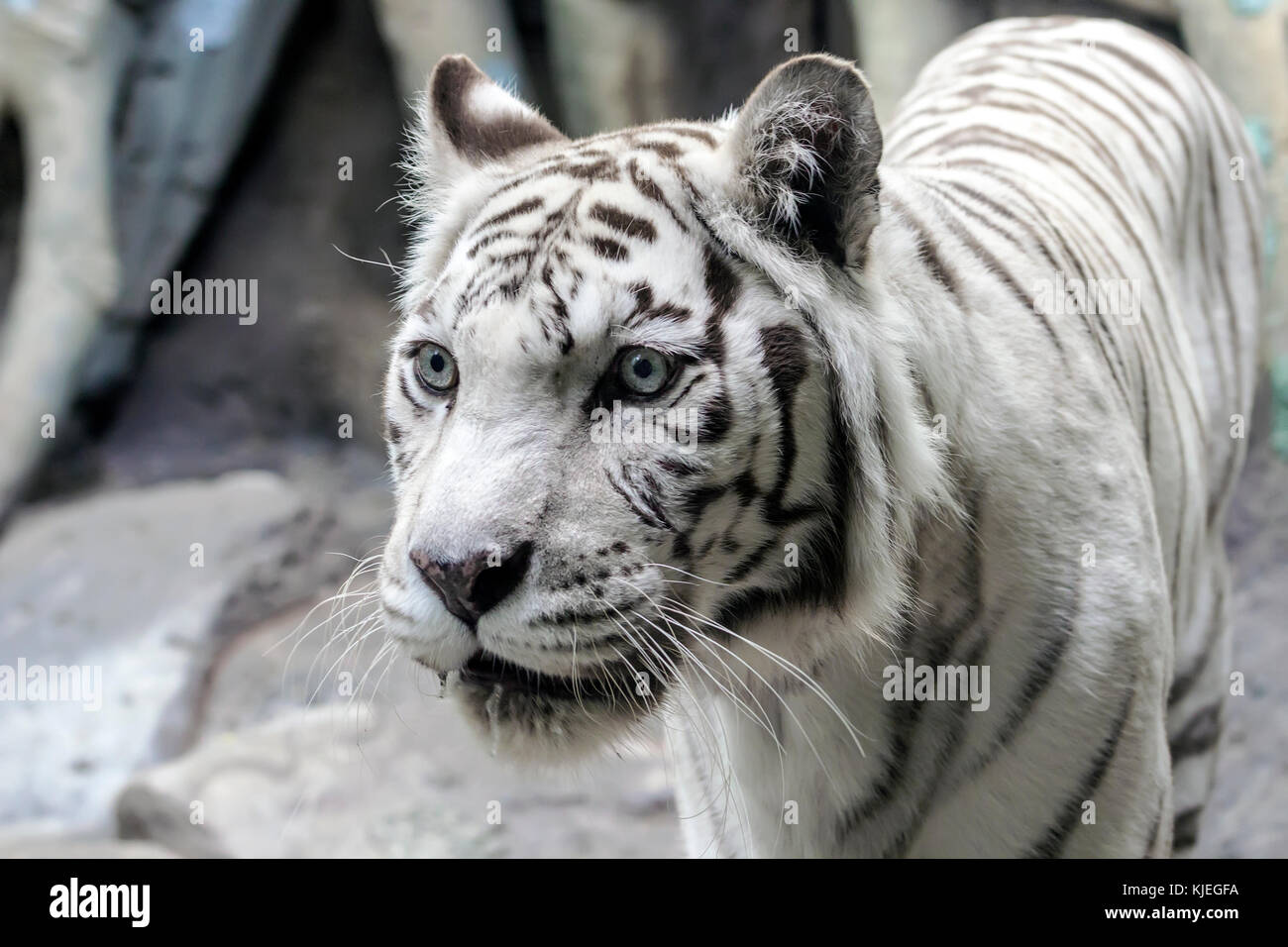 Rare white tiger , shootin from far , summer 2017 Stock Photo - Alamy