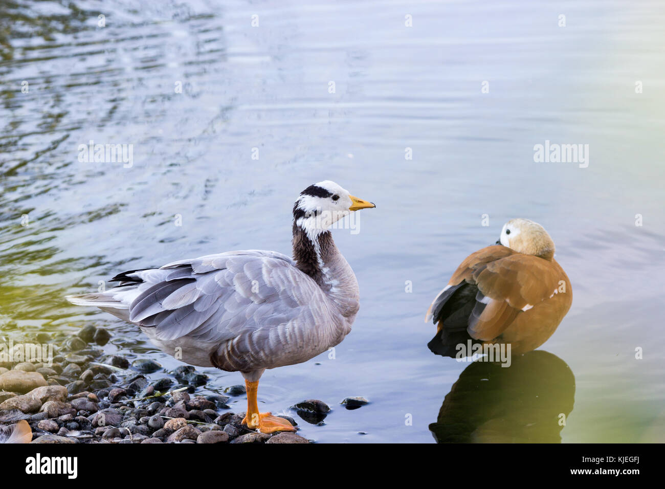 Ruddy Shelduck, known as the Brahminy Duck, at summer 2017 Stock Photo ...