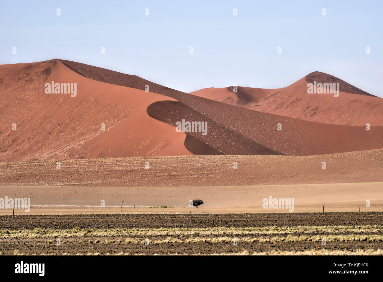 High red dunes, located in the Namib Desert, in the Namib-Naukluft ...
