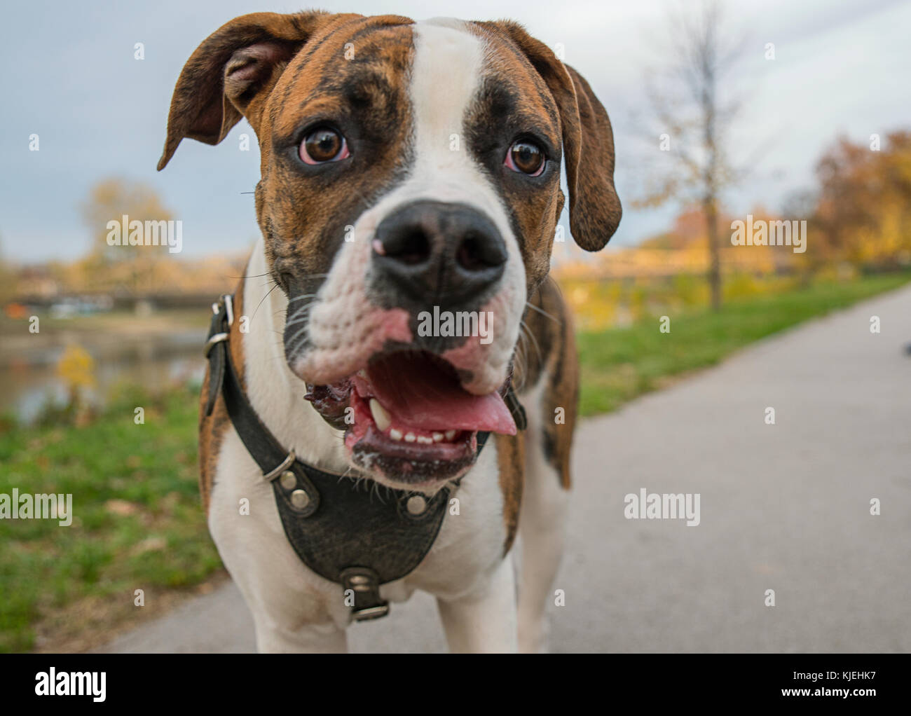 Pappy hi-res stock photography and images - Alamy