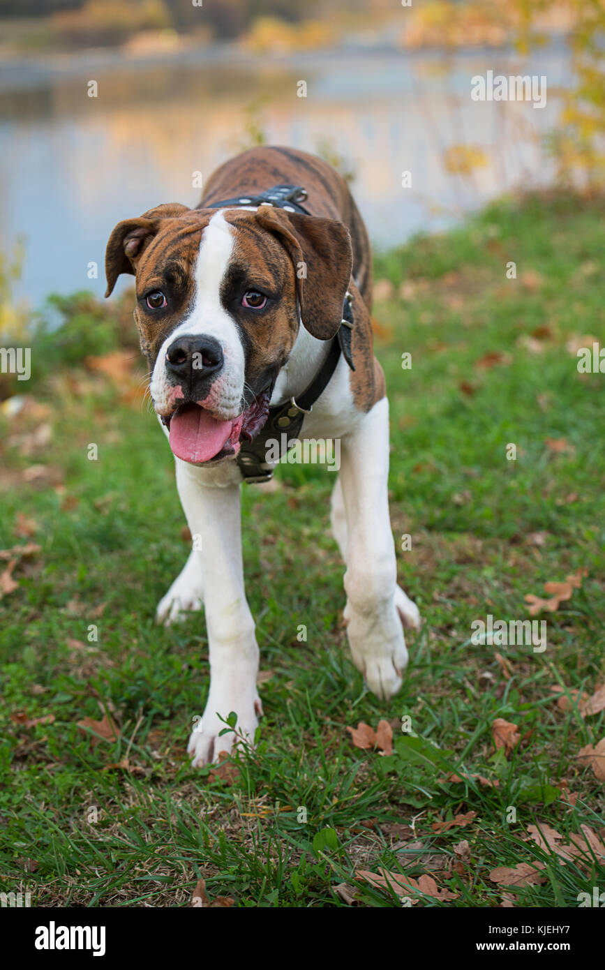 Portrait of the Beautiful pappy of the American Bulldog Stock Photo - Alamy