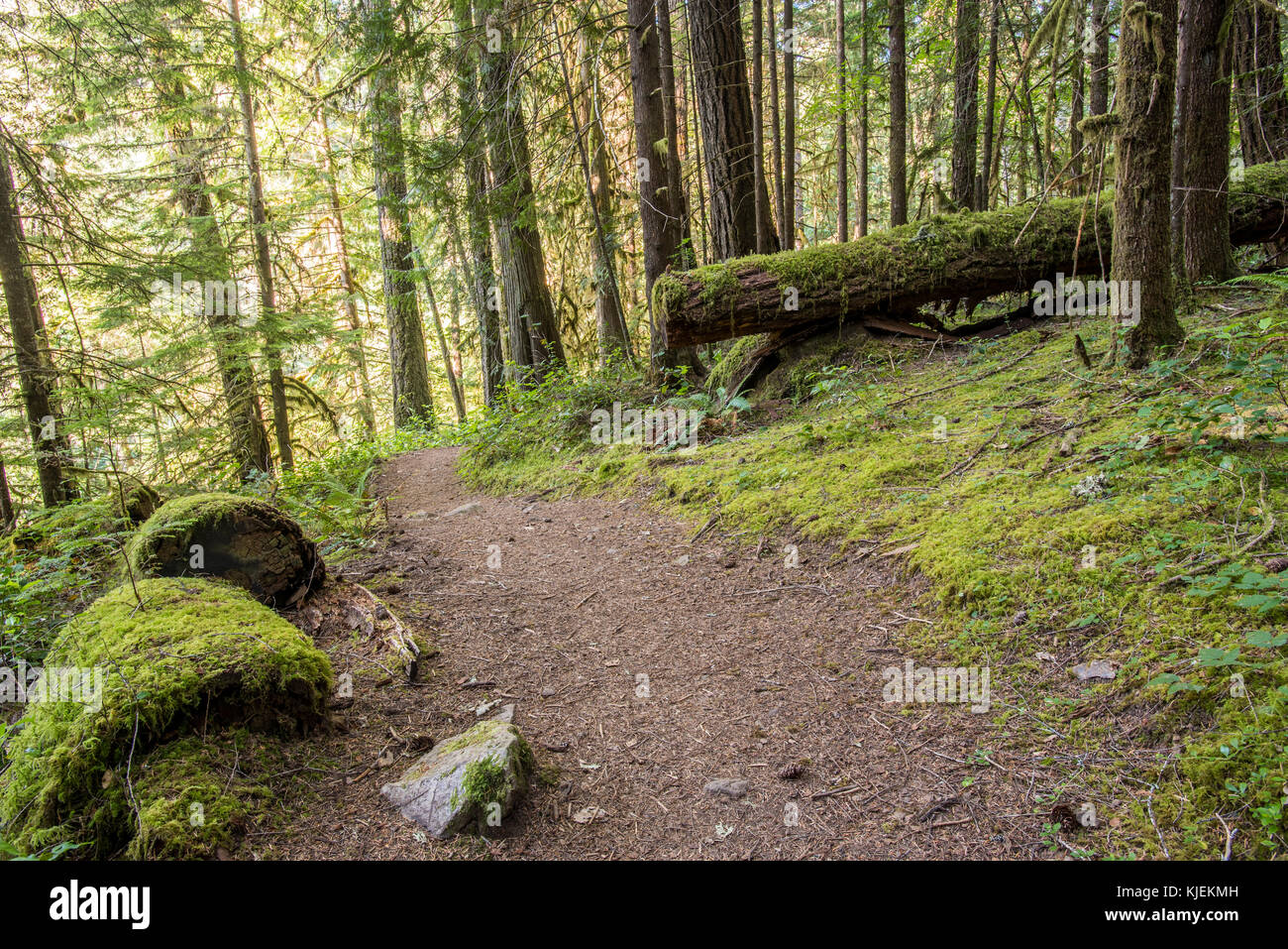 Trail Winds Through Thick Oregon Forest covered in moss Stock Photo - Alamy
