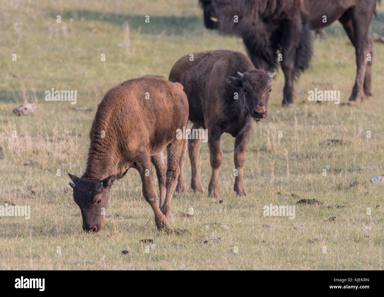 Two Bison Calves Graze in Grassy Meadow Stock Photo - Alamy