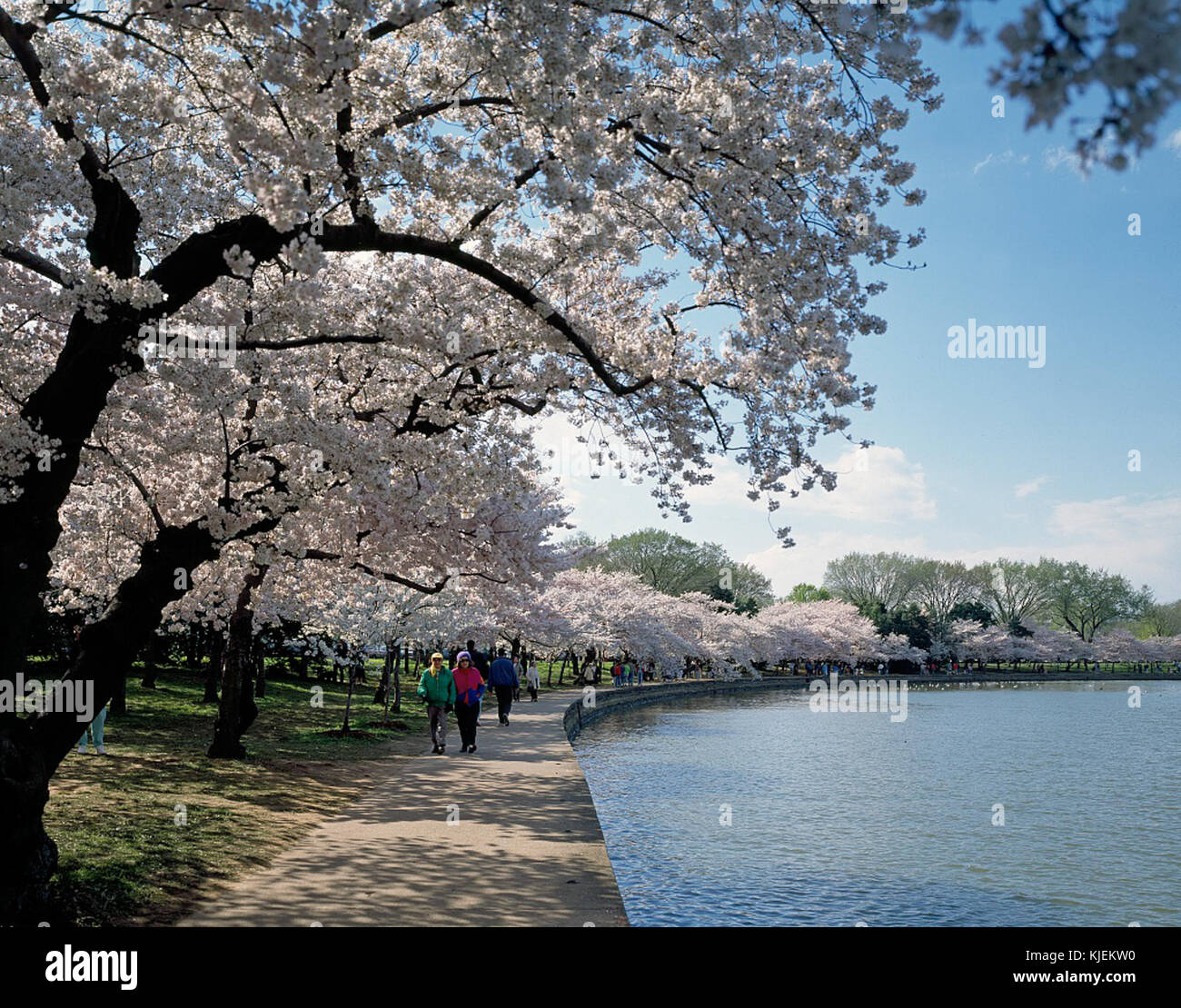 Cherry blossoms around tidal basin hi-res stock photography and images ...